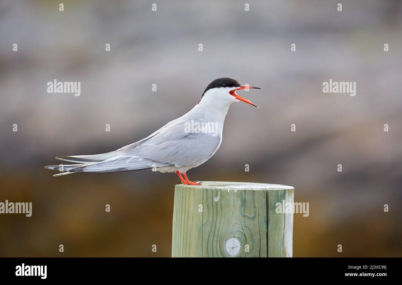 Sterna paradisaea migration hi-res stock photography and images - Alamy