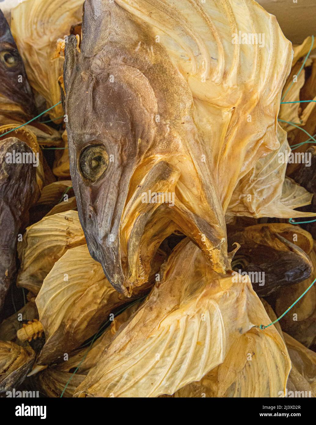 Dried cod heads in a Norwegian fishing village in the Lofoten Islands ...