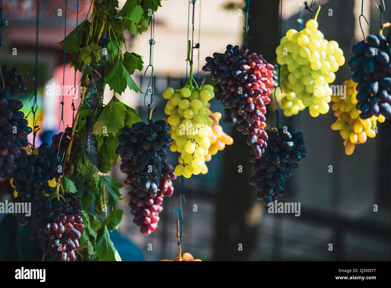 Different grapes vineyard hi-res stock photography and images - Alamy