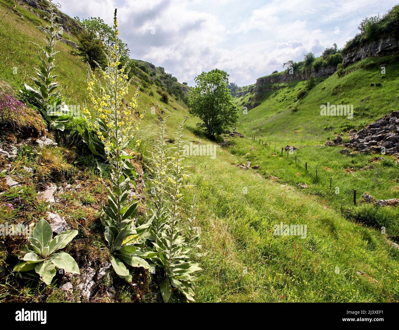 Lathkill dale wildflowers hi-res stock photography and images - Alamy