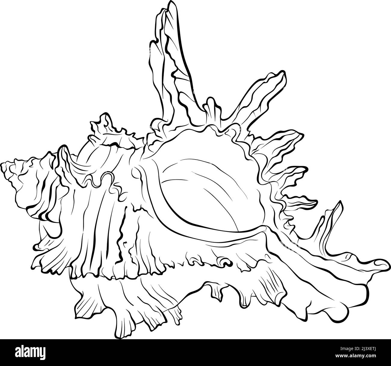 Marine spiked shell of spiral shape line art Stock Vector Image & Art ...