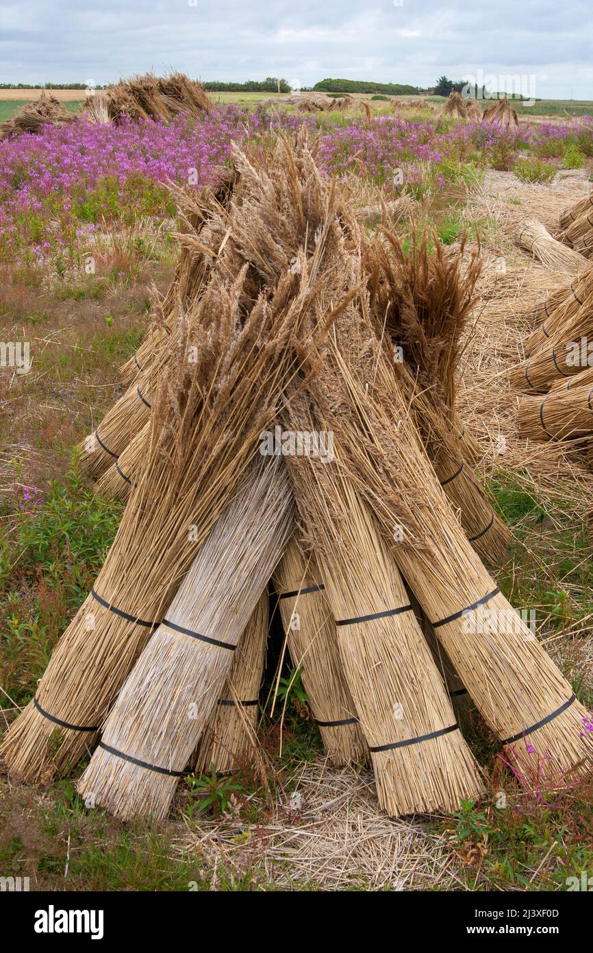 Reet, Reed, Schilfdach, Reetdach Stock Photo - Alamy