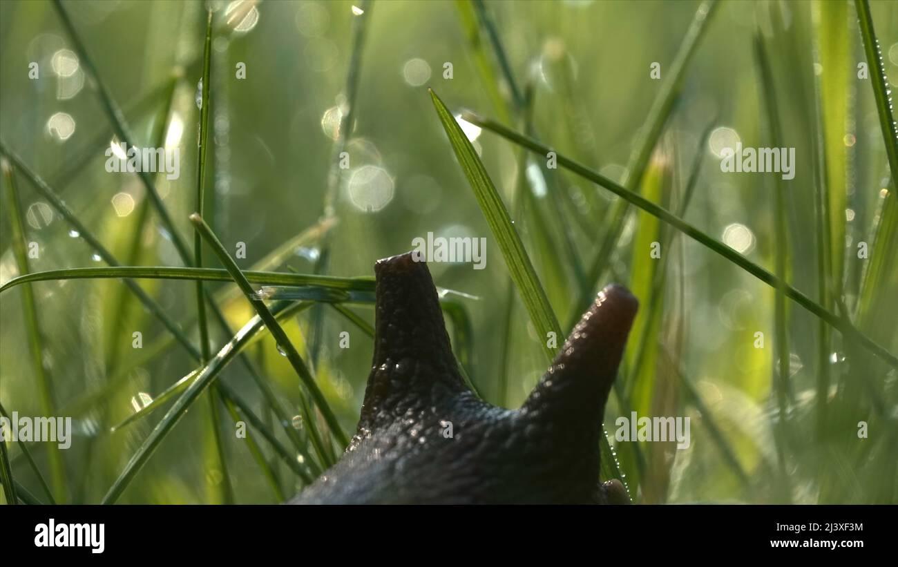 Close up of lovely big beautiful snail with moving antennae. Creative ...