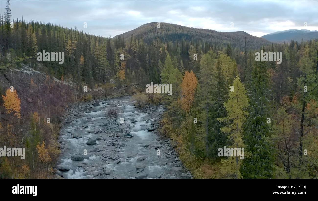 Mountain river in the autumn forest. Clip. Aerial view of a cold stream ...