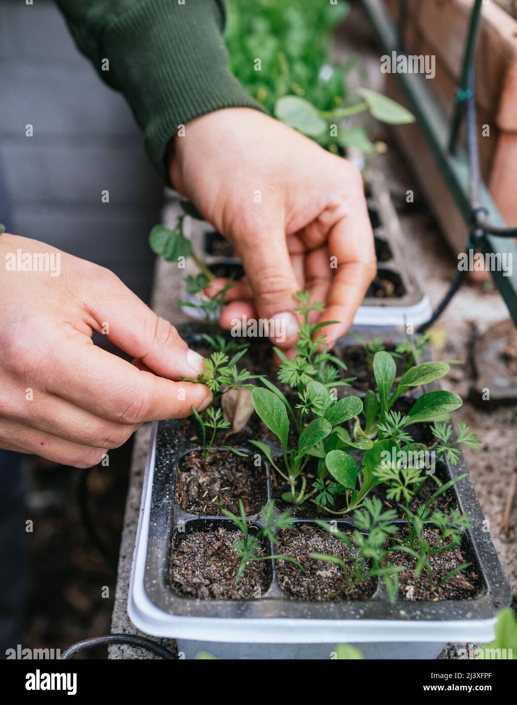 Germinating seed hi-res stock photography and images - Alamy