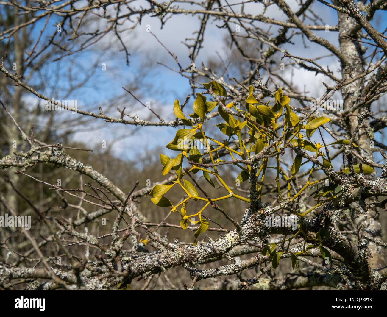 Real Mistletoe Plant
