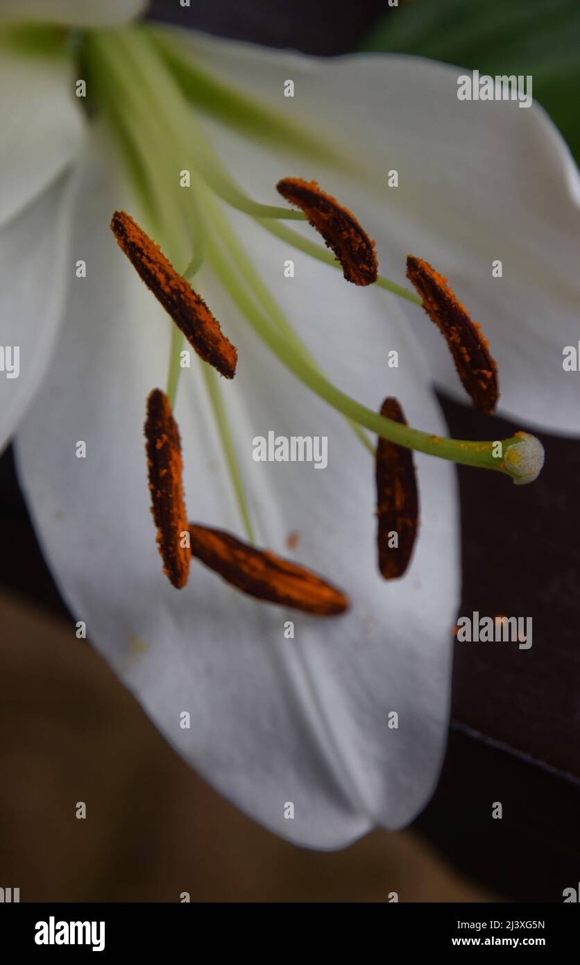 Lily lilium vertical portrait hi-res stock photography and images - Alamy