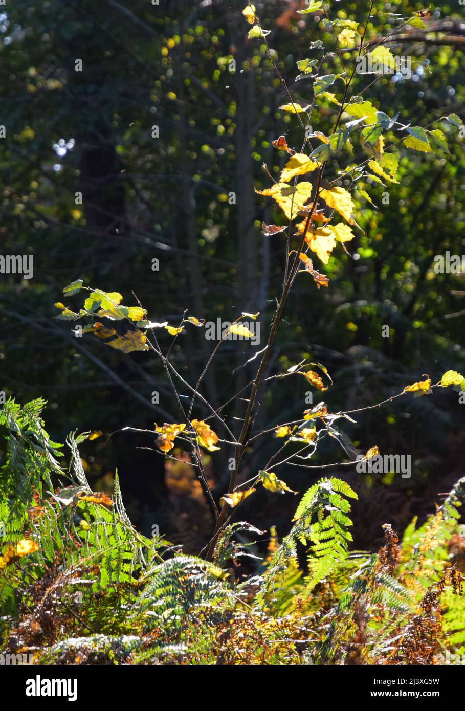 autumn colours in woodland, england Stock Photo - Alamy