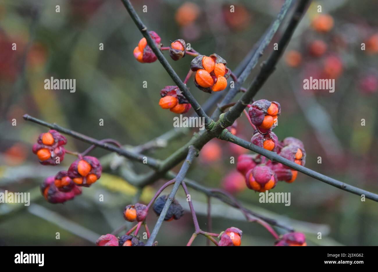 fruits of the spindle tree, england Stock Photo - Alamy