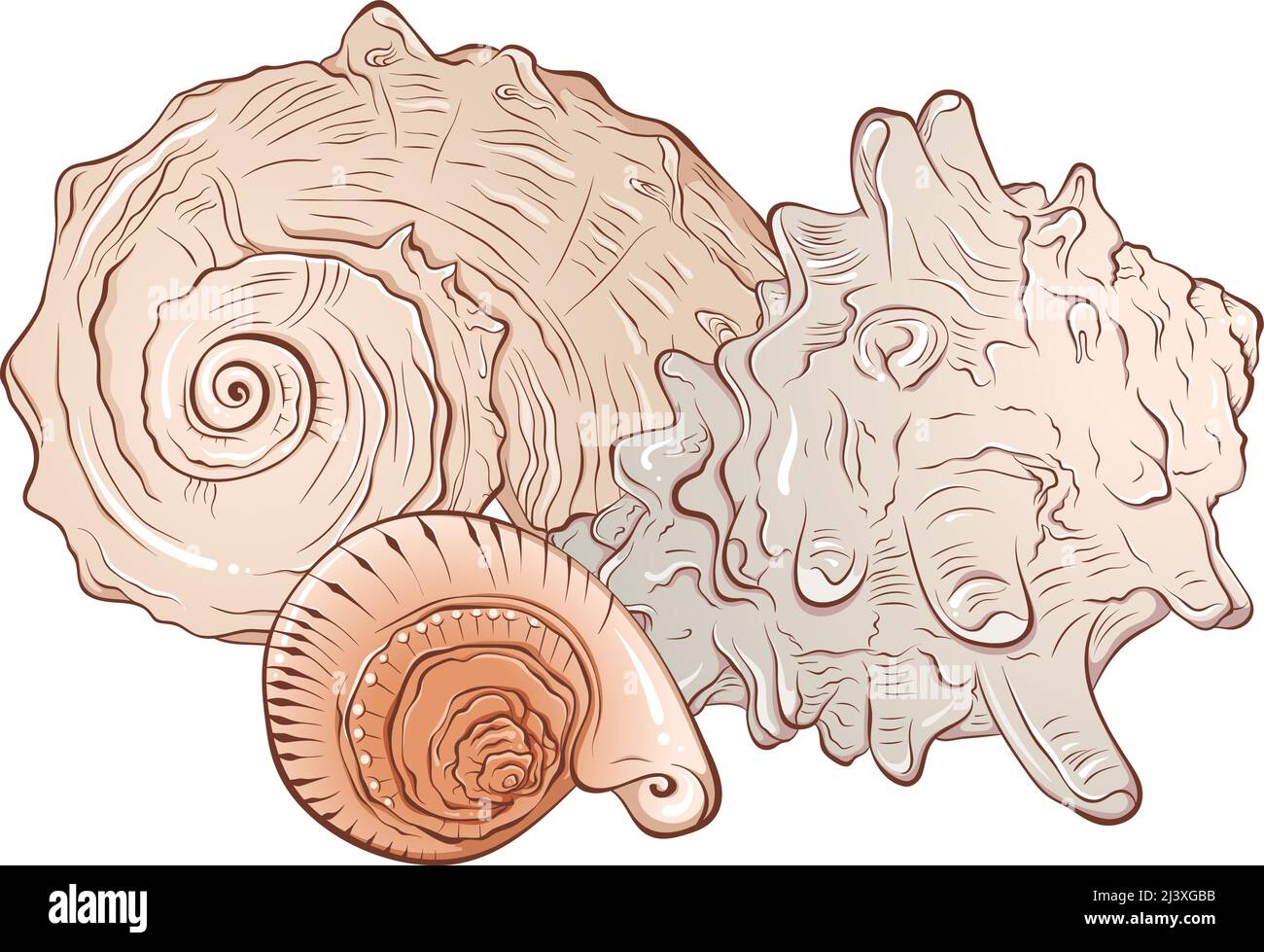 Composition of three sea shells Stock Vector Image & Art - Alamy