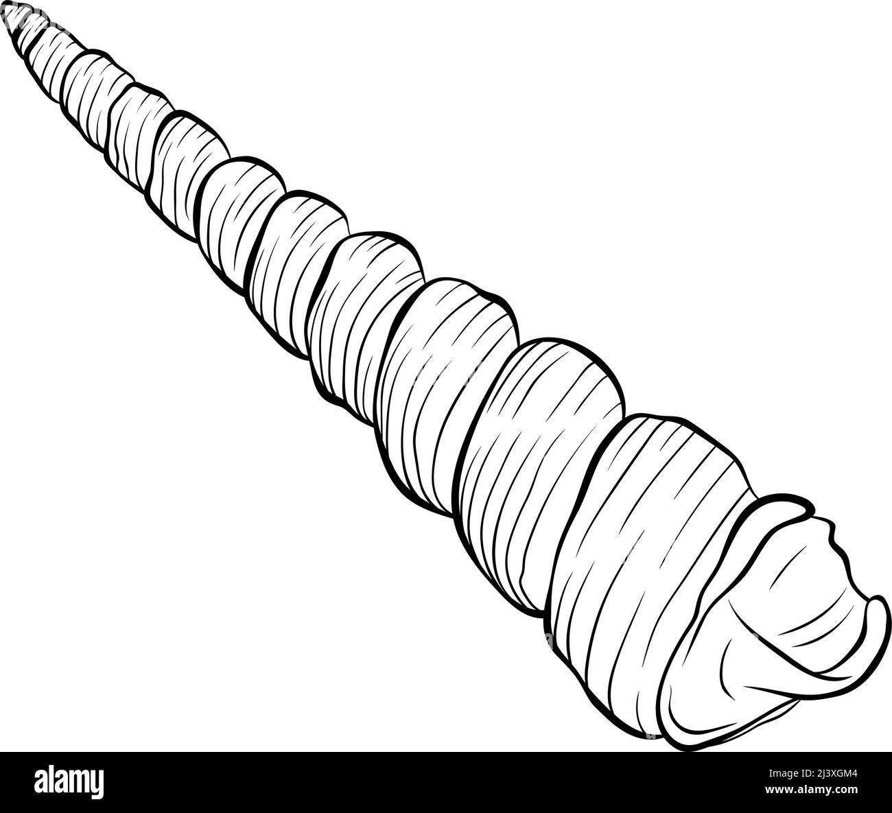 Long spiral seashell line art Stock Vector Image & Art - Alamy