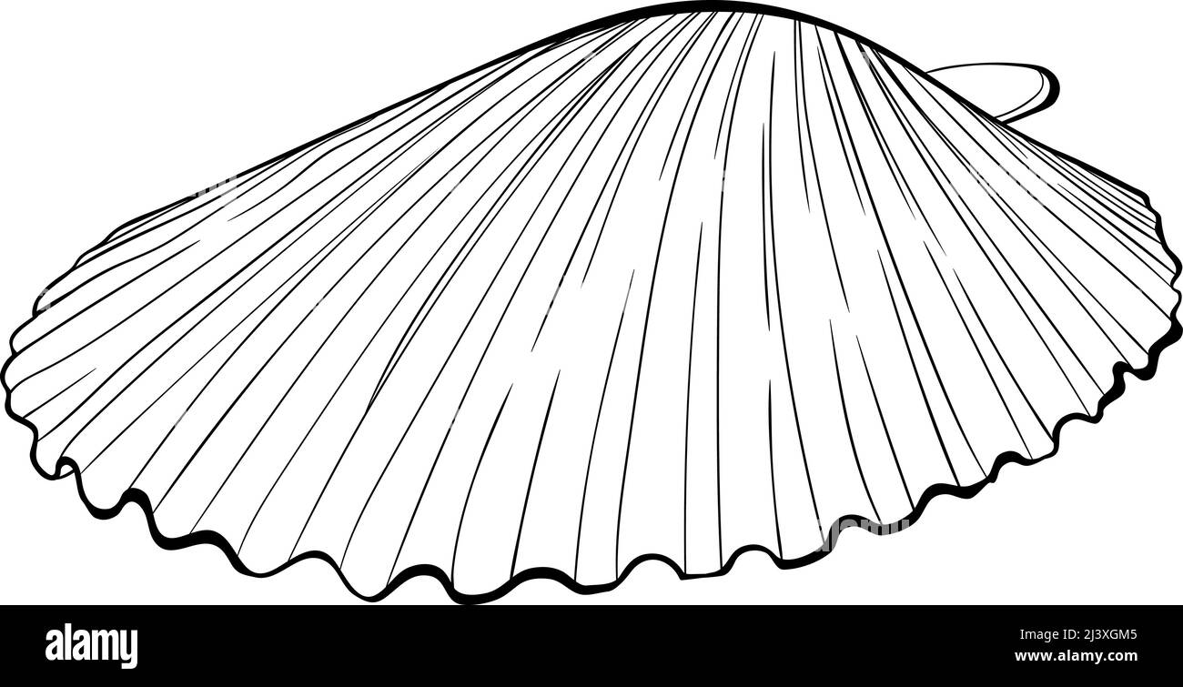 Scallop shell side view line art Stock Vector Image & Art - Alamy