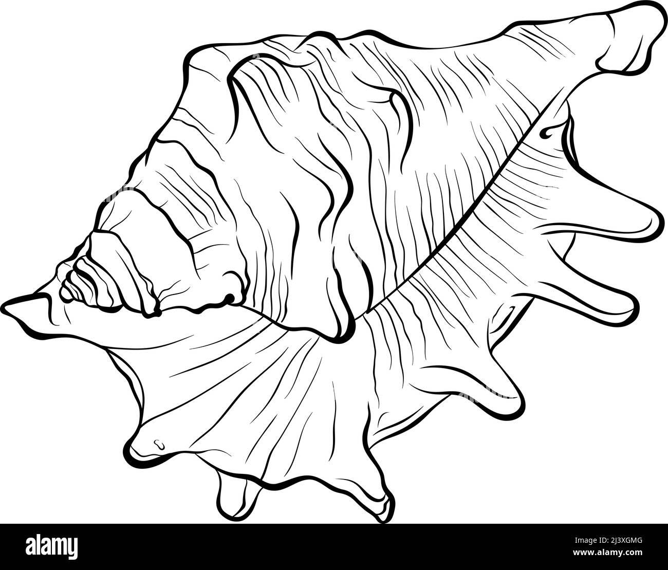 Spiked seashell arbitrary shape top view line art Stock Vector Image ...
