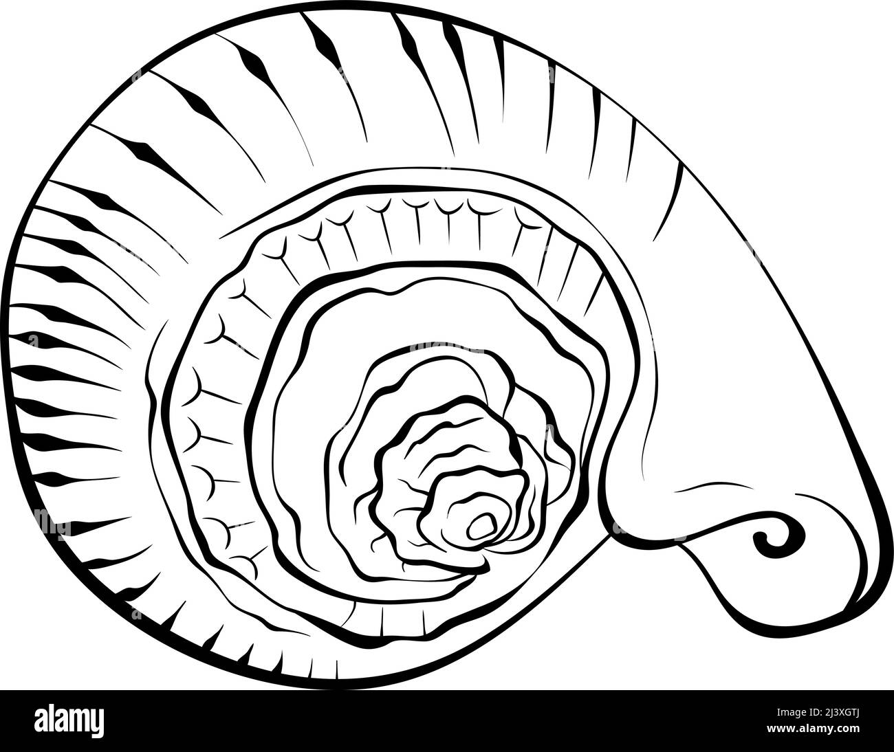 How To Draw A Seashell Spiral