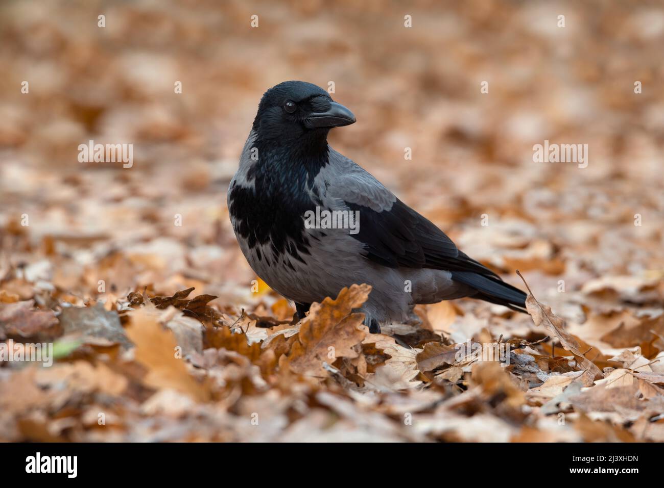 Grey crow hi-res stock photography and images - Alamy