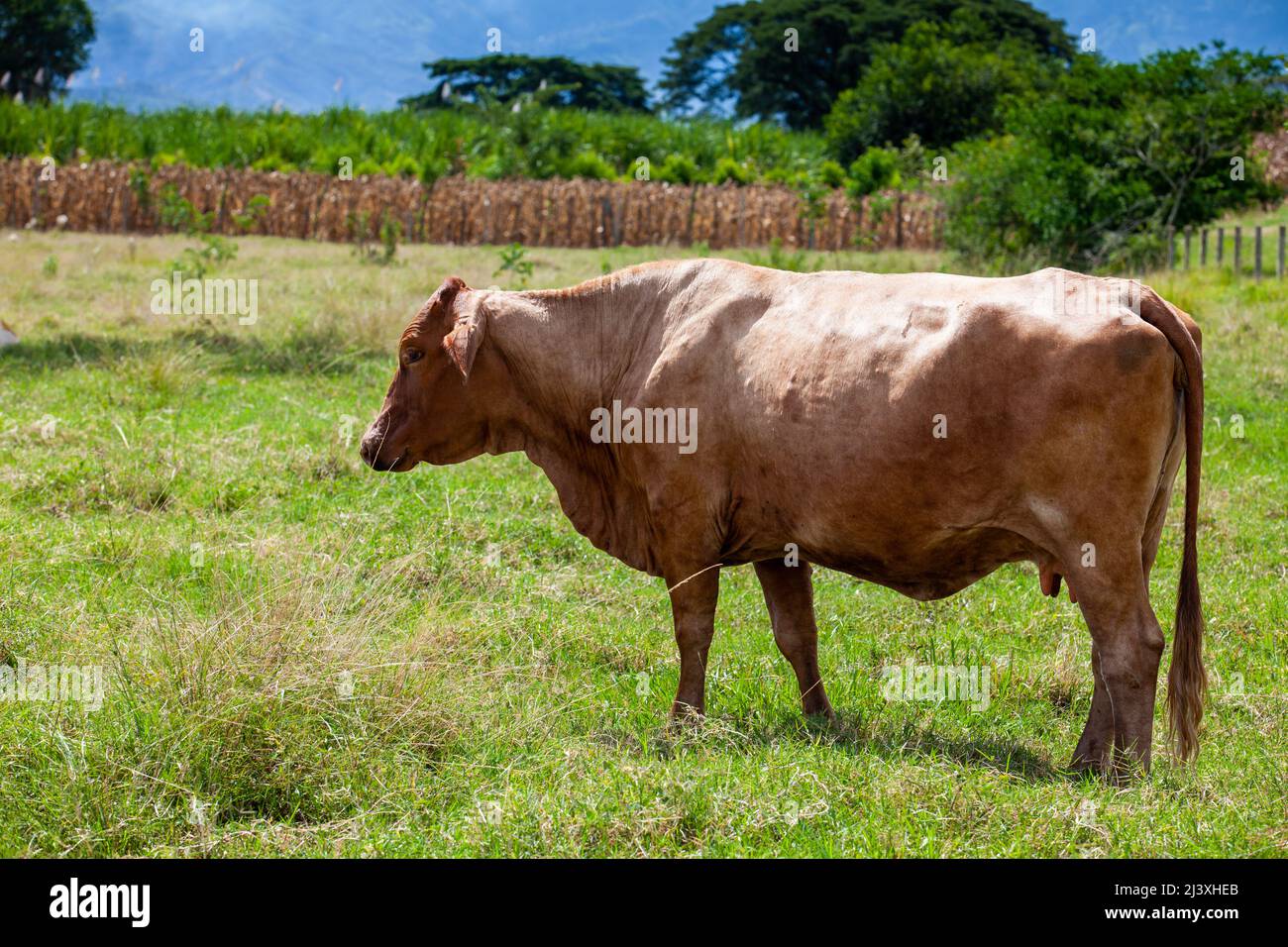 Brown cow at the beautiful landscapes of the region of Valle del Cauca ...