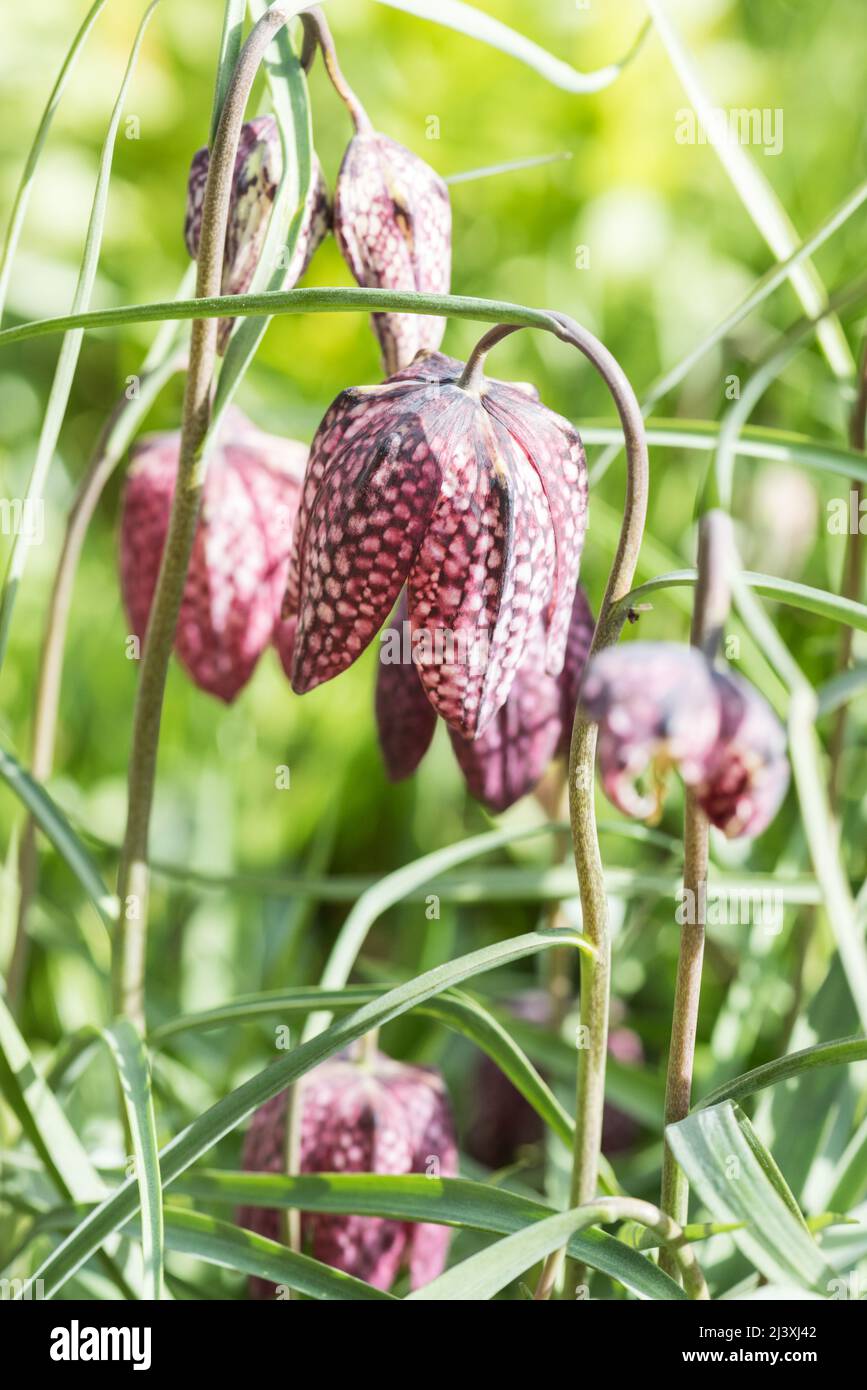 Snake heads fritillary hi-res stock photography and images - Alamy