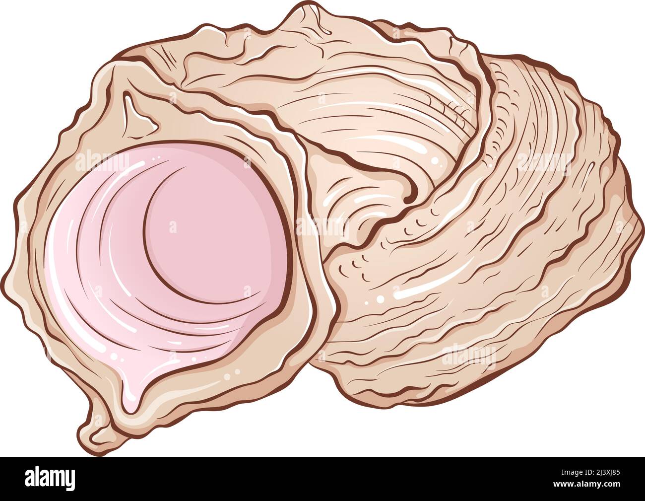 Spiral seashell color Stock Vector Image & Art - Alamy