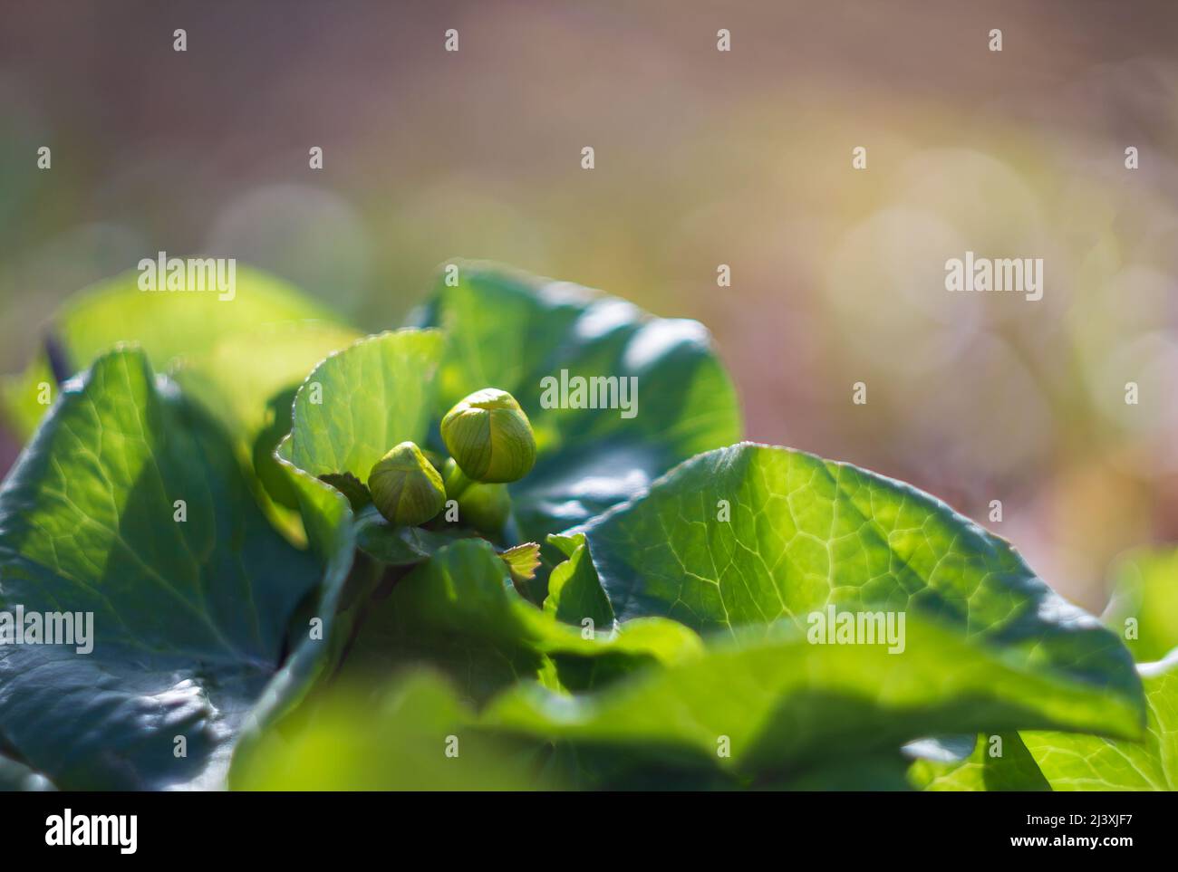 Marsh marigold, kingcup, caltha palustris bud blossom flower with ...