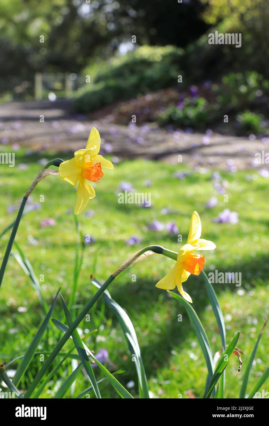 Springtime in Queen Marys Gardens in Regents Park, in central London ...