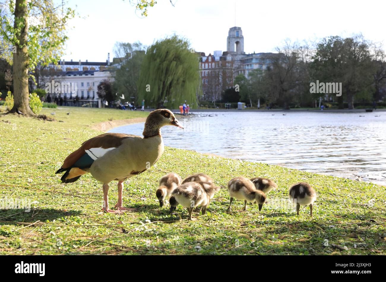 Egyptian goose and goslings, in Regents Park, London, UK Stock Photo ...