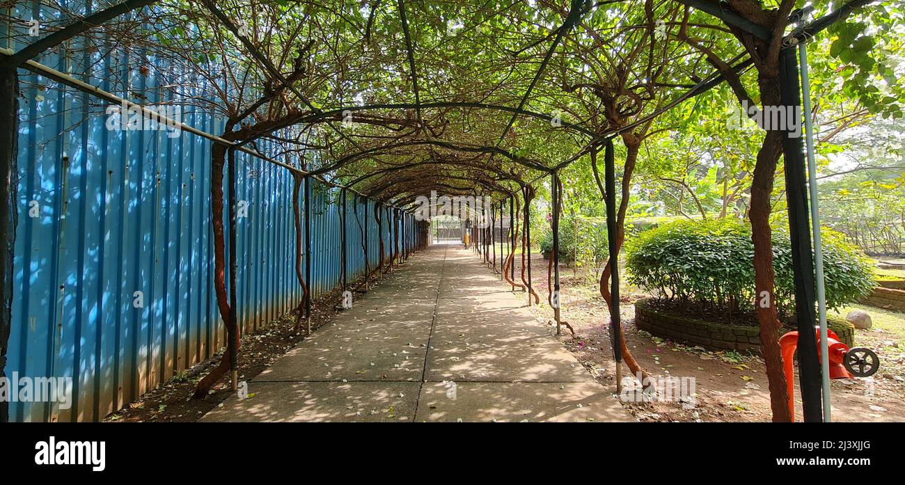 Long bougainvillea canopy pathway with cemented tiles which is leading ...