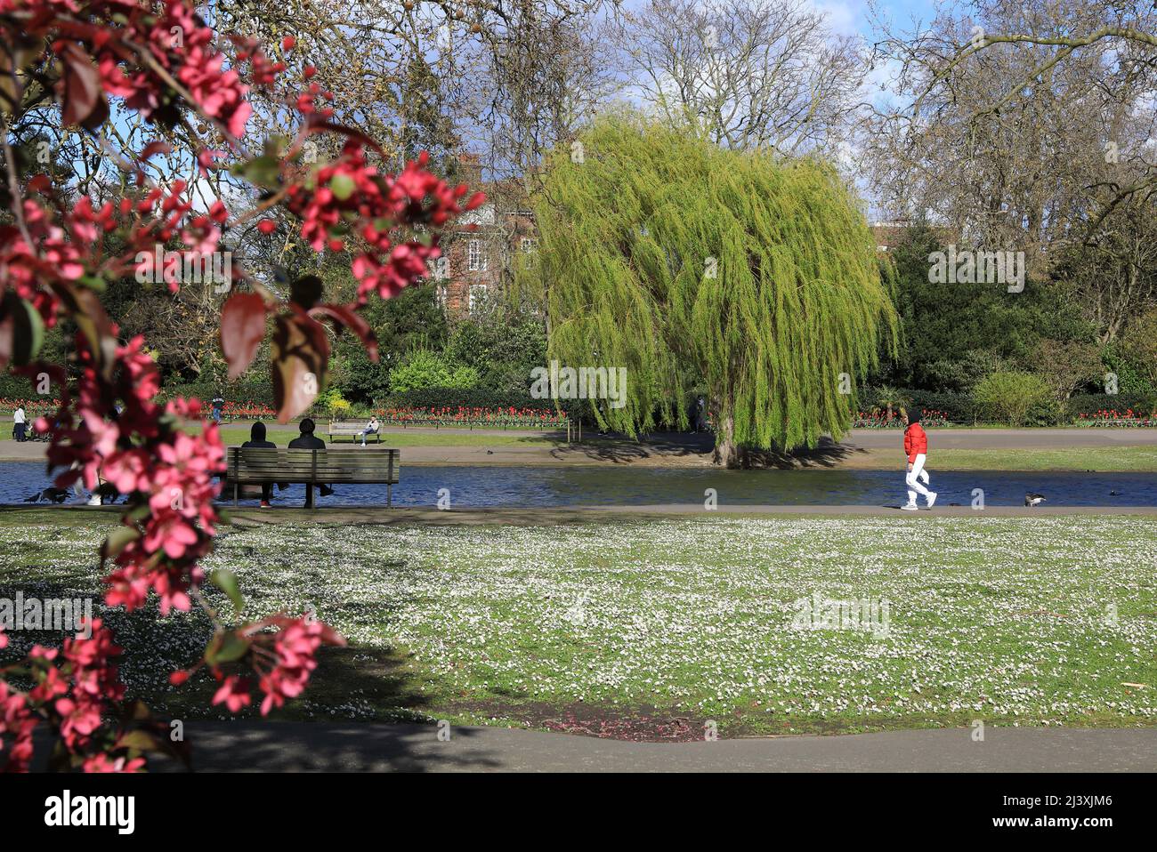 Pink spring blossom on a windy day in springtime in Regents Park, in ...