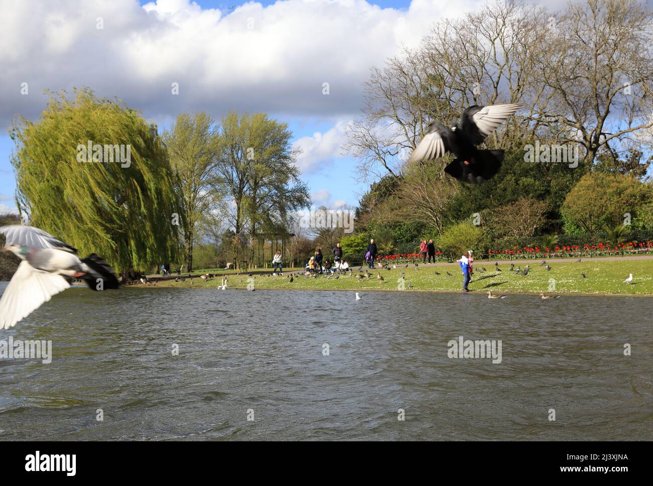 Strong winds in springtime in Regents Park, in London, UK Stock Photo ...
