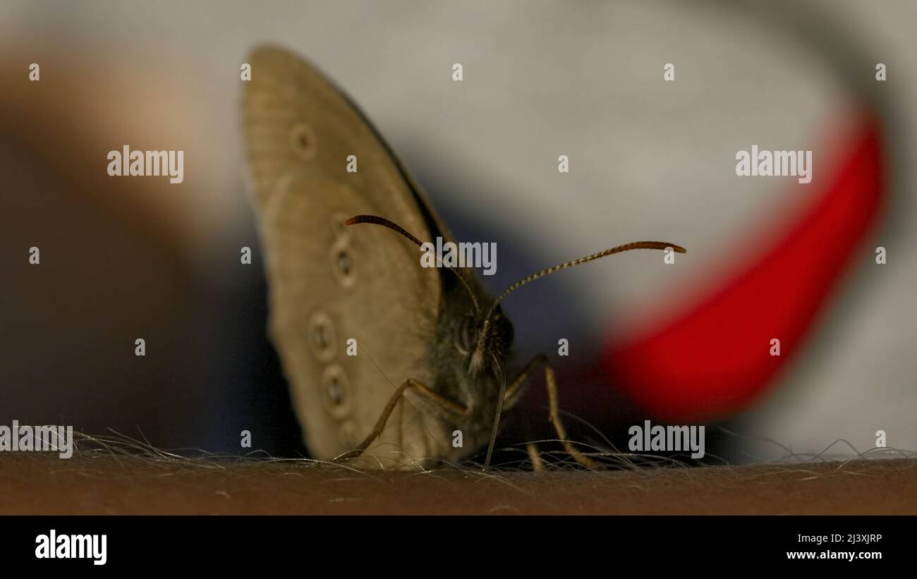 Close up of an insect sitting on the male arm. Creative. Small ...