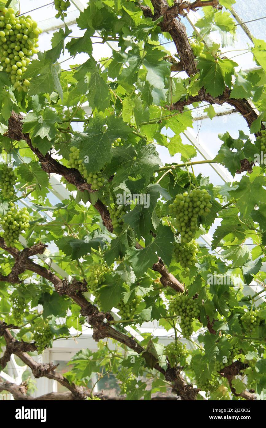 Grapes Growing on a Vine in a Greehouse Stock Photo - Alamy