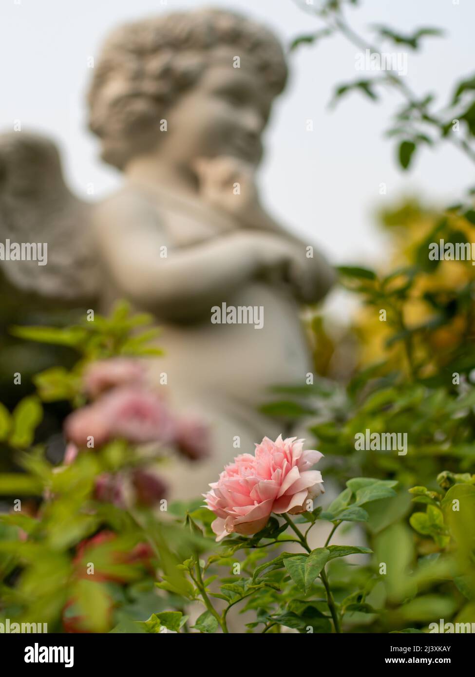 Pink rose close-up and soft blur cupid statue can use as wedding ...