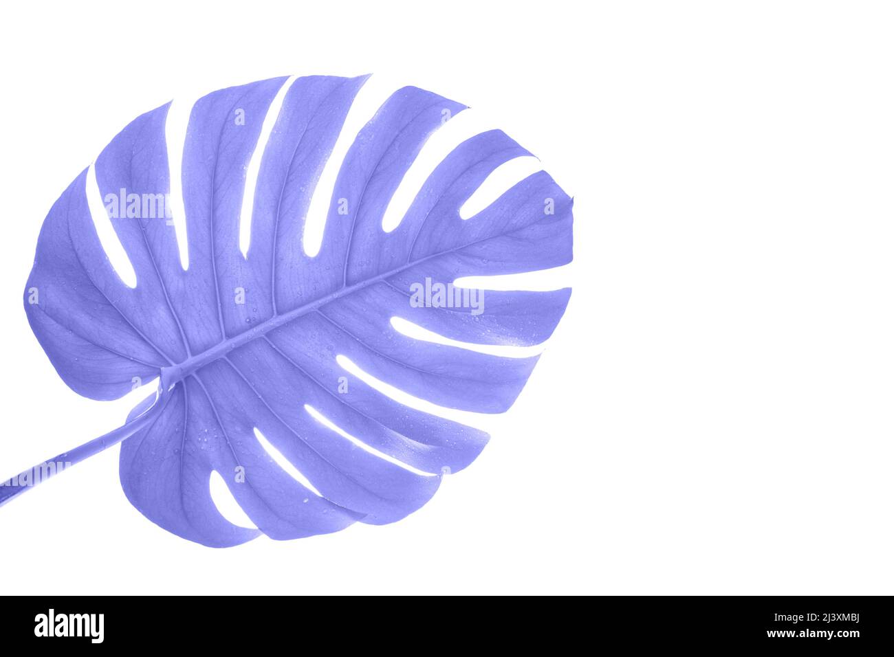 Rainforest liana Cut Out Stock Images & Pictures - Alamy