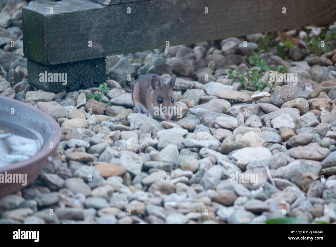 wood field mouse (Apodemus sylvaticus) eating bird food off of the ...