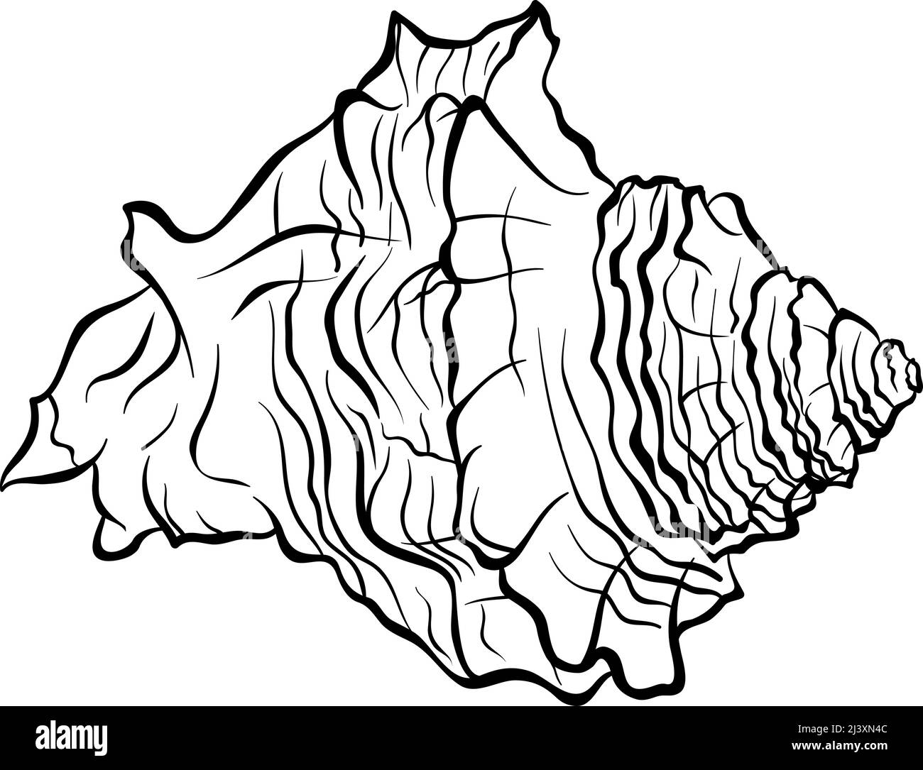 Marine spiked spiral shell line art Stock Vector Image & Art - Alamy