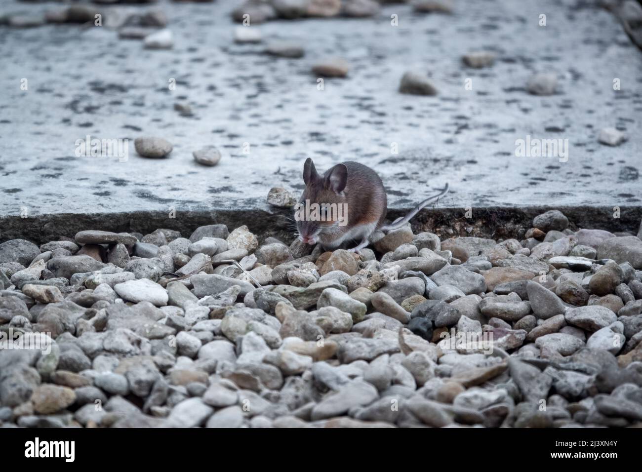 wood field mouse (Apodemus sylvaticus) eating bird food off of the ...