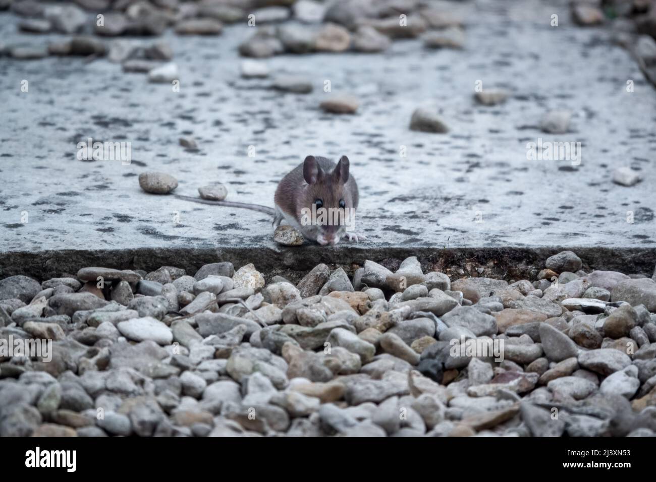 wood field mouse (Apodemus sylvaticus) eating bird food off of the ...
