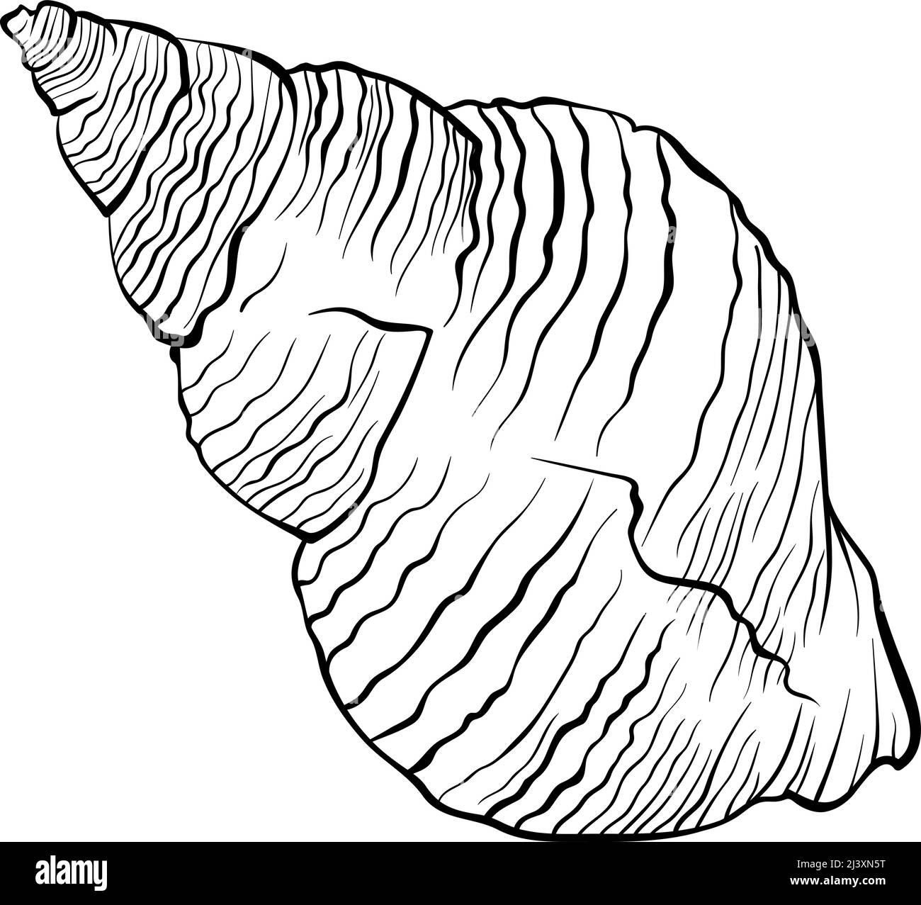 Spiral twisted seashell line art Stock Vector Image & Art - Alamy
