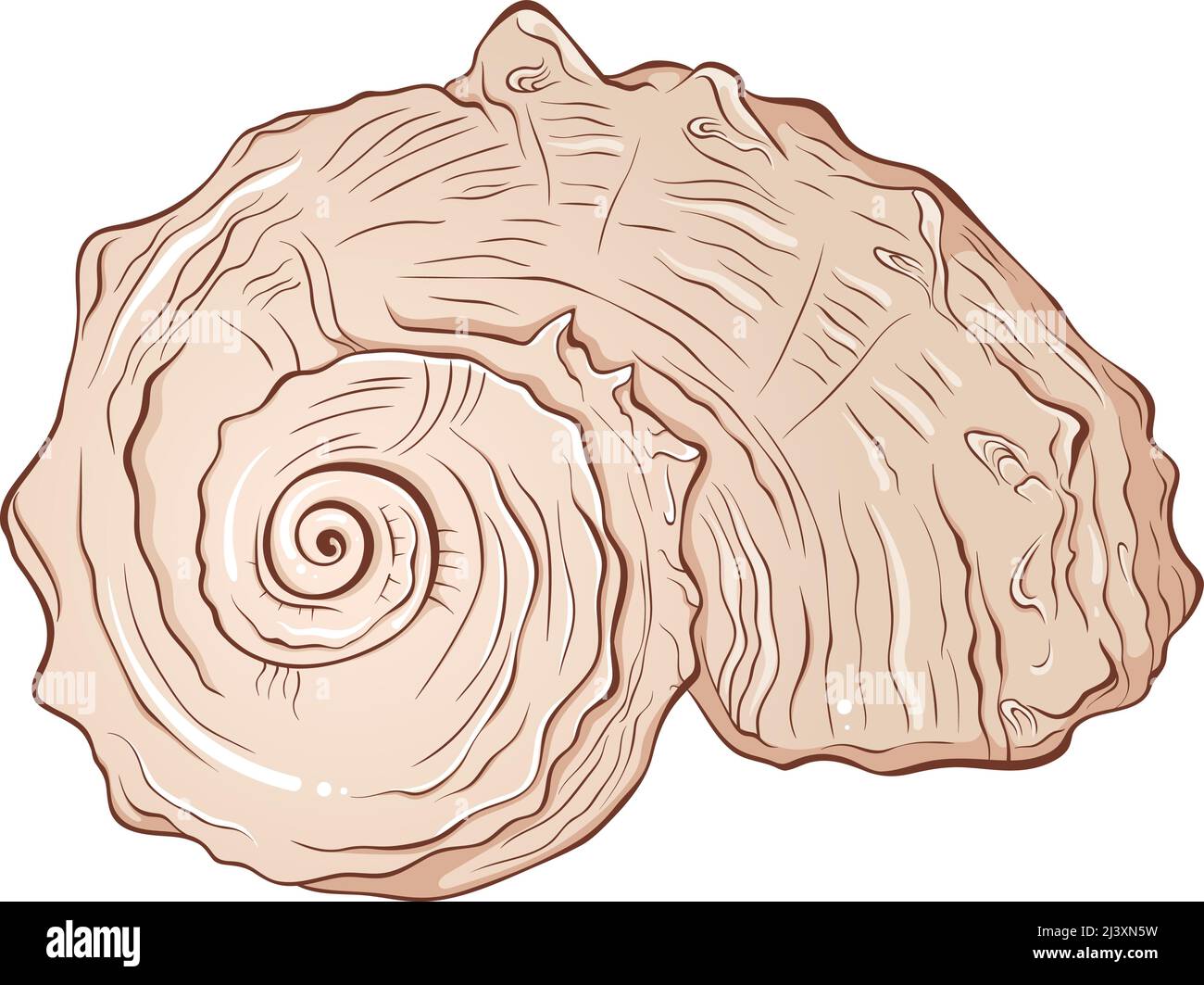 Spiral seashell front view color Stock Vector Image & Art - Alamy