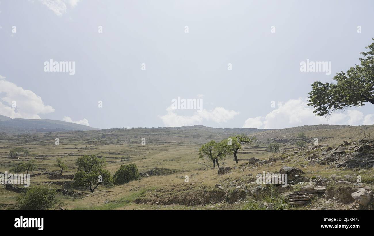 Panorama of valley with rare trees and hills. Action. Grassy hills with ...