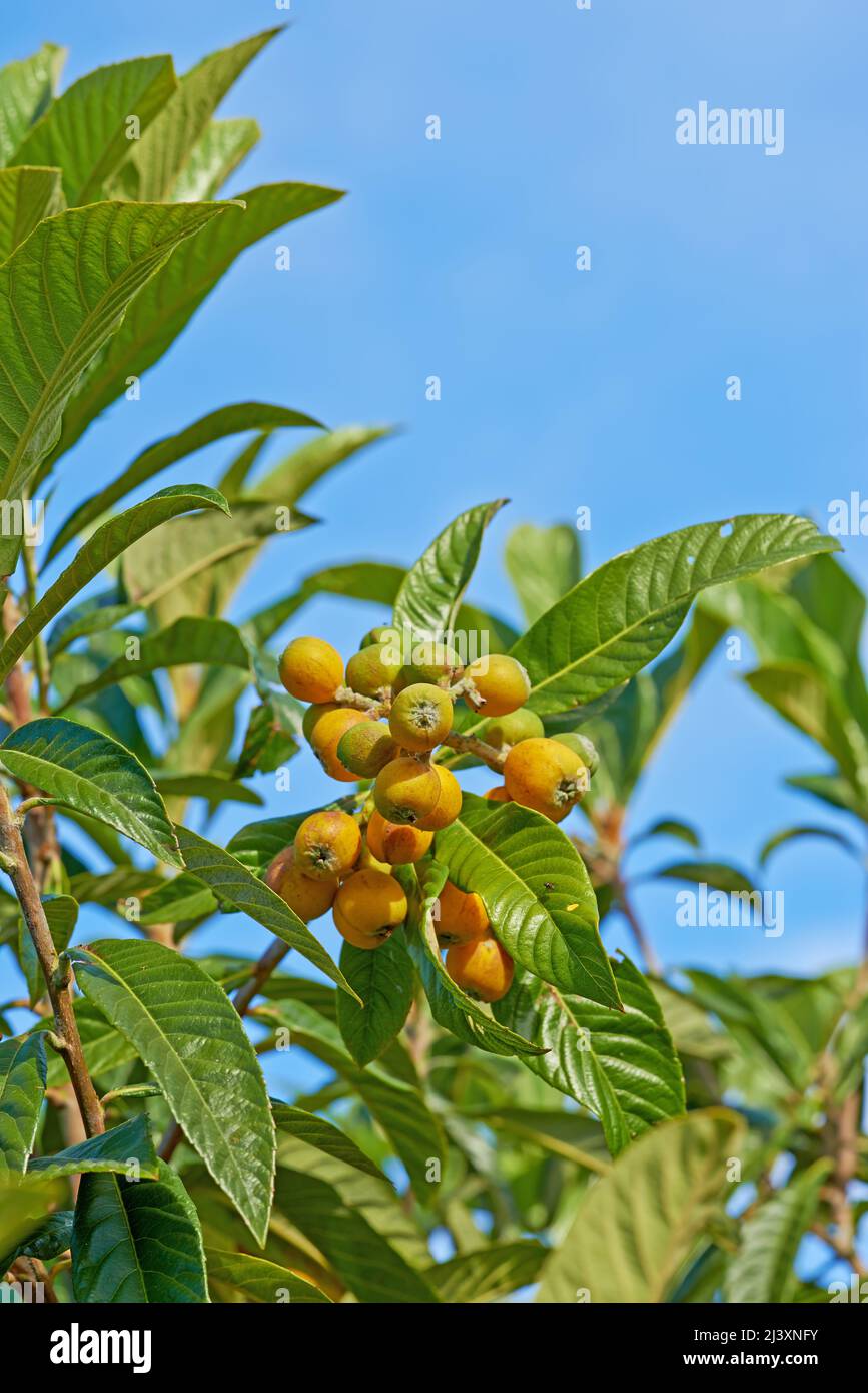 Marula fruit. Marula fruit growing on a branch against a blue sky Stock ...