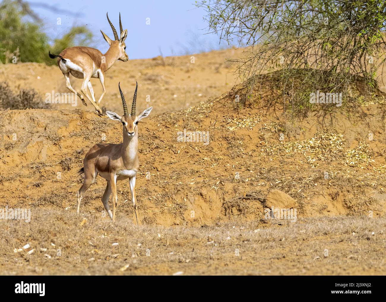 A chinkara looking at camera Stock Photo - Alamy