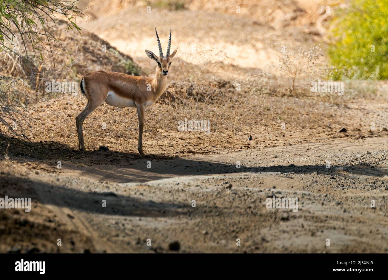 A Chinkara Deer in the jungle Stock Photo - Alamy