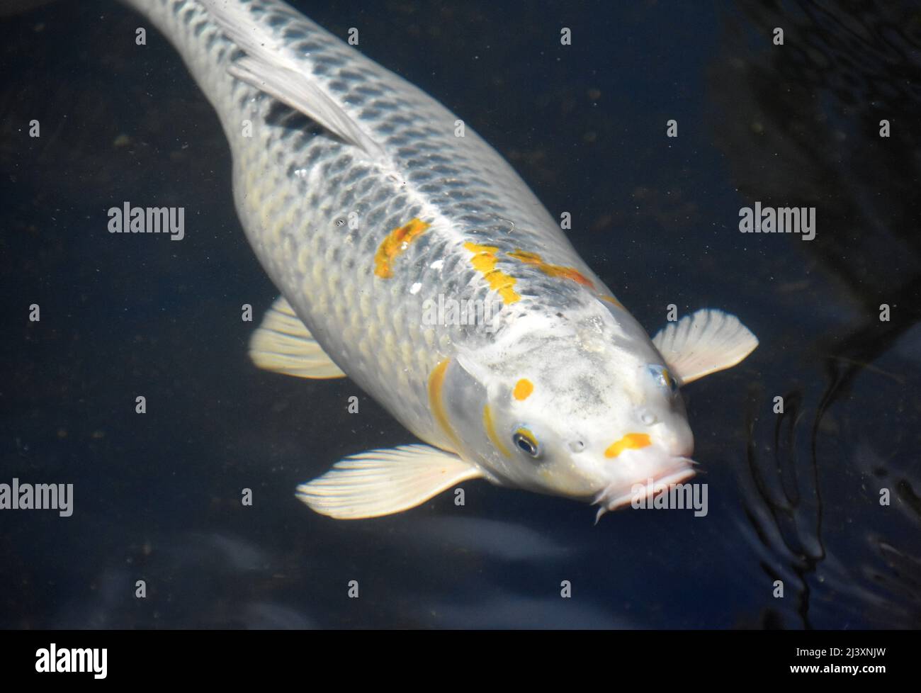 Bright white koi fish with small flecks of orange under the water Stock ...