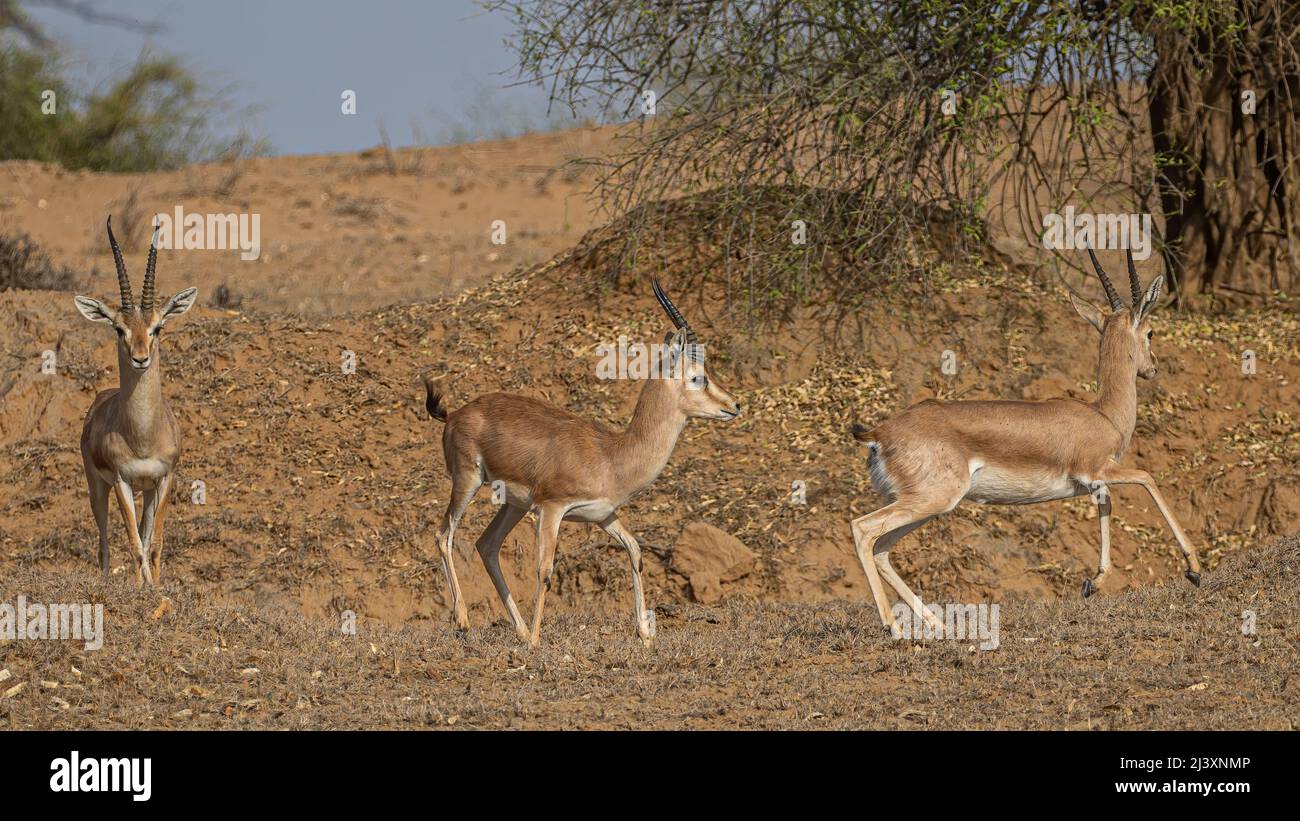A group of Chinkara playing in forest Stock Photo - Alamy