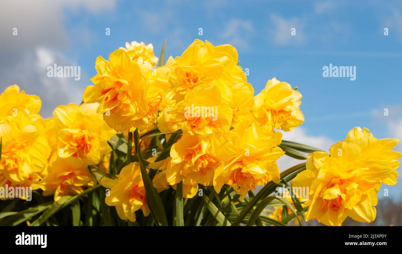 Yellow dutch daffodil flower close up low angle of view with blue sky ...