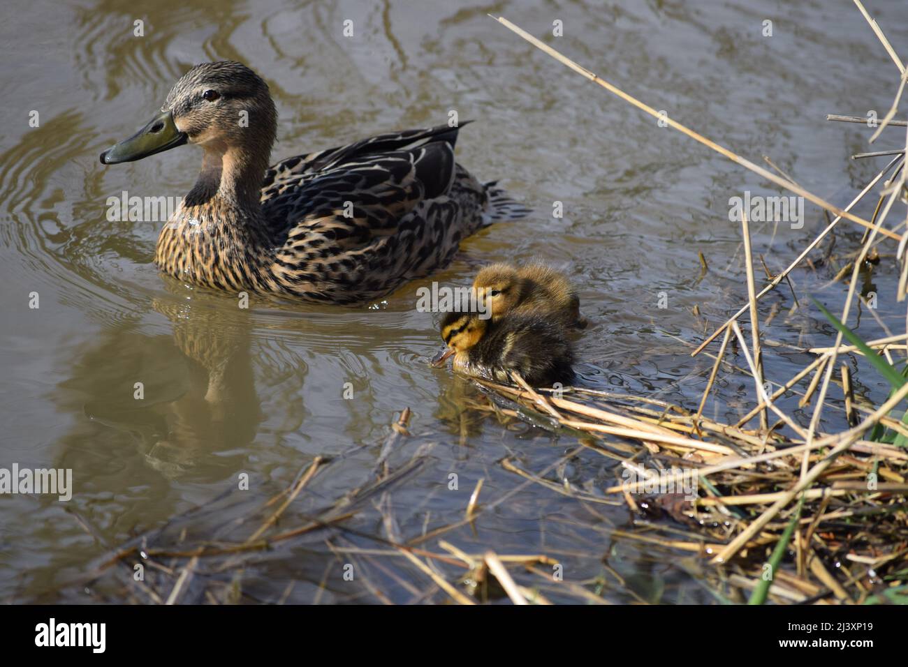 a Duck lady watches over her Young Stock Photo - Alamy