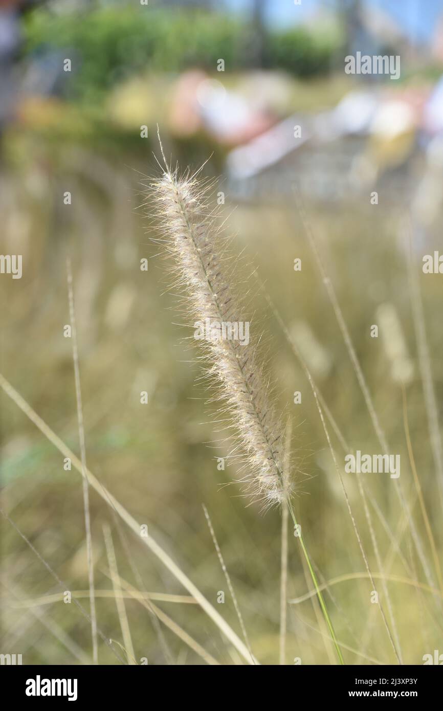 Seeds forming on blades of tall golden grasses in the sunshine Stock ...