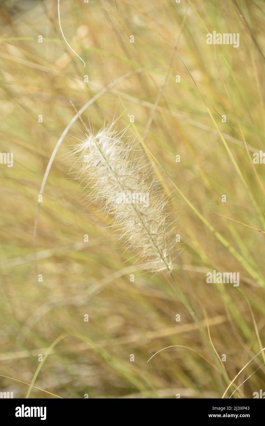 Growing tall wheat grasses and hay with seeds forming on top Stock ...