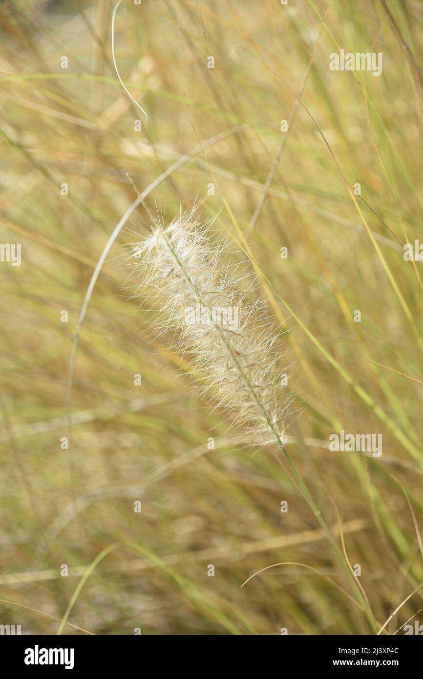 Up close tall wild grasses with seeds forming in nature Stock Photo - Alamy