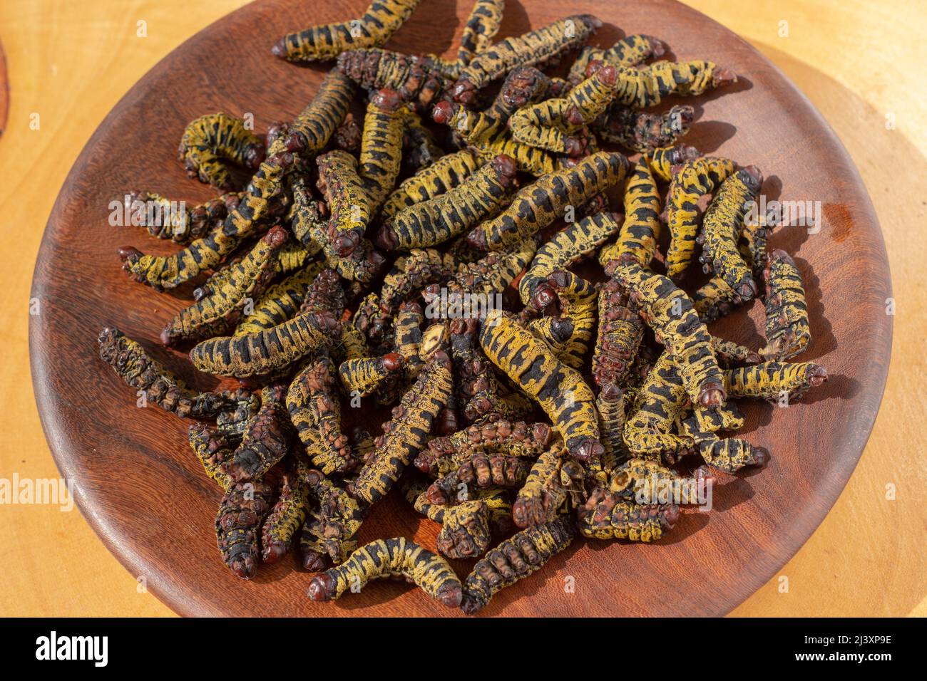 Cirina forda caterpillar hi-res stock photography and images - Alamy